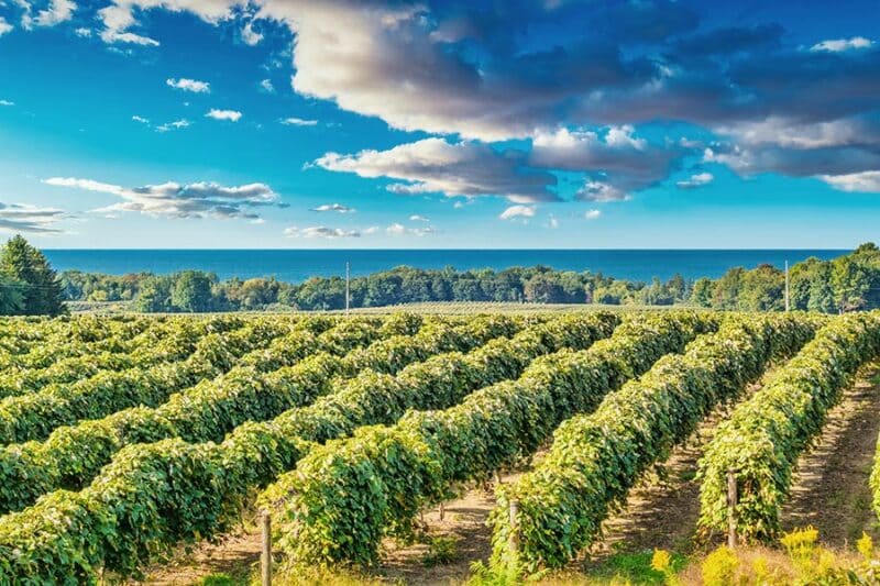 Johnson Estate Winery - New York State's Oldest Estate Winery